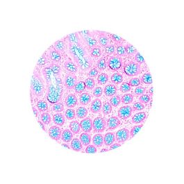 Histology Stain Kit-Alcian Blue (Ph 1.0) Includes Alcian Blue (pH 1.0) 250mL, Safranin O 250mL ...