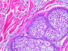 Premium H&E Staining System